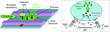 Biological nanofactories facilitate spatially selective capture and ...
