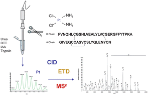 Novel insights into the bottom-up mass spectrometry proteomics approach ...