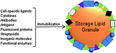 Synthesis, properties and uses of bacterial storage lipid granules as ...