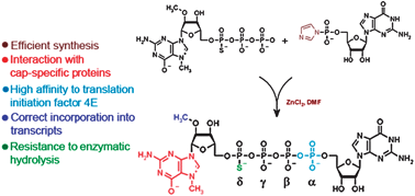 Towards mRNA with superior translational activity: synthesis and ...