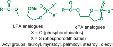 The chemical synthesis of phosphorothioate and phosphorodithioate ...