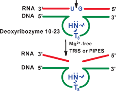 RNA-cleaving 10–23 deoxyribozyme with a single amino acid-like ...