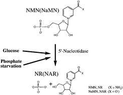 5′-Nucleotidases and their new roles in NAD+ and phosphate metabolism ...