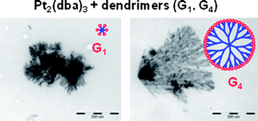 Dendritic structures within dendritic structures: dendrimer-induced ...