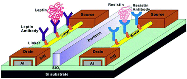 Ultra-sensitive detection of adipocytokines with CMOS-compatible silicon nanowire arrays ...