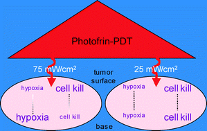 Fluence rate-dependent intratumor heterogeneity in physiologic and ...