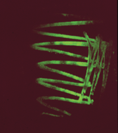 Pyrearinus termitilluminans larval click beetle luciferase: active site ...