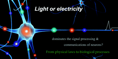 Biophotons as neural communication signals demonstrated by in situ ...