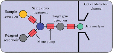 Miniaturization of molecular biological techniques for gene assay ...