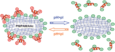 A pH-responsive poly(N-isopropylacrylamide-co-acrylic acid) hydrogel ...