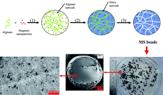 Highly porous and monodisperse magnetic silica beads prepared by a ...
