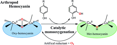 Catalytic oxygenation of phenols by arthropod hemocyanin, an oxygen ...