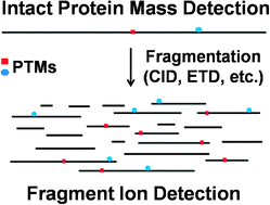 The emerging process of Top Down mass spectrometry for protein analysis ...