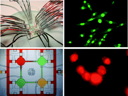 An integrated microfluidic system for studying cell-microenvironmental ...
