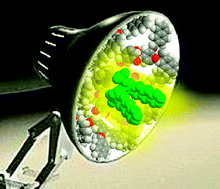 Metal ion driven formation of a light-harvesting antenna investigated ...