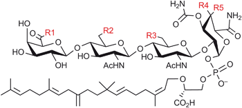 Moenomycin family antibiotics: chemical synthesis, biosynthesis, and ...