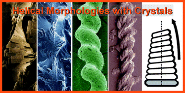 Emergence of helical morphologies with crystals: twisted growth under ...