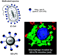 Quantum dots decorated with pathogen associated molecular patterns as ...