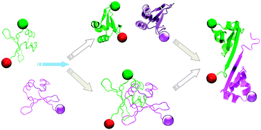 Single Protein Molecular Structure