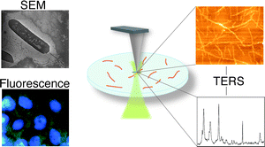Tip-enhanced Raman scattering (TERS) and high-resolution bio nano ...