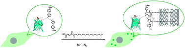 A bioorthogonal chemistry strategy for probing protein lipidation in ...