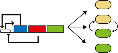 Slow activator degradation reduces the robustness of a coupled feedback ...