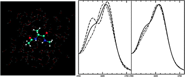 Infrared spectroscopy of the alanine dipeptide analog in liquid water ...