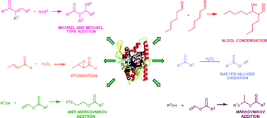 Hydrolases: catalytically promiscuous enzymes for non-conventional ...