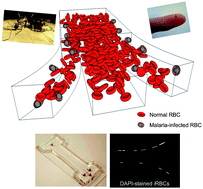Deformability based cell margination—A simple microfluidic design for ...
