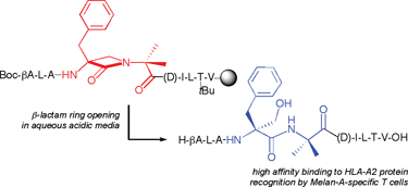 Design, synthesis and evaluation of β-lactam antigenic peptide hybrids ...