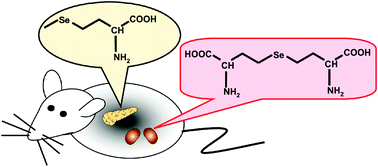 Comparison of selenohomolanthionine and selenomethionine in terms of ...