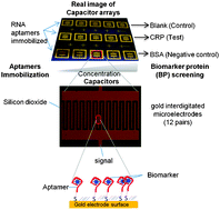 Label-free RNA aptamer-based capacitive biosensor for the detection of ...
