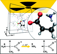 On the identity of the radiation-induced stable alanine radical ...