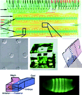 Lab-on-a-chip devices as an emerging platform for stem cell biology ...