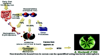 Interaction of azotobactin with blocking and mobilizing agents in NTBI ...