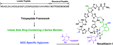 Moving posttranslational modifications forward to biosynthesize the ...