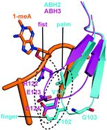 Mechanistic insight into the recognition of single-stranded and double ...