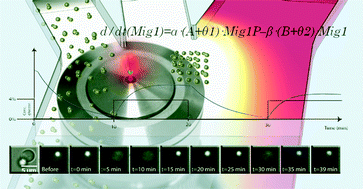 A mathematical analysis of nuclear intensity dynamics for Mig1-GFP ...