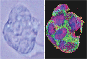 Label-free imaging of human cells: algorithms for image reconstruction ...