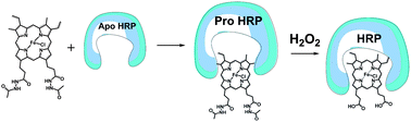 Ultrasensitive optical detection of hydrogen peroxide by triggered ...