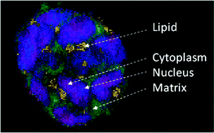 Confocal Raman microspectral imaging (CRMI) of murine stem cell ...