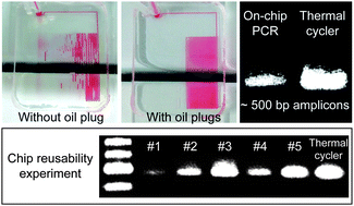 Bubble-free on-chip continuous-flow polymerase chain reaction: concept ...