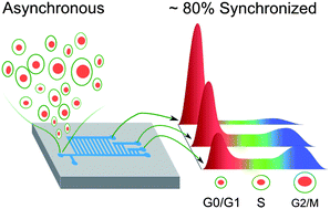 Cell cycle and size sorting of mammalian cells using a microfluidic ...