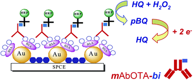 Improved electrochemical competitive immunosensor for ochratoxin A with ...