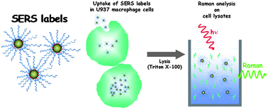 SERS labels for quantitative assays: application to the quantification ...