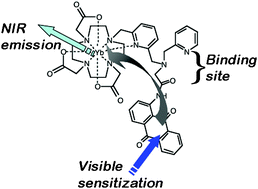 Luminescent probes based on water-soluble, dual-emissive lanthanide ...
