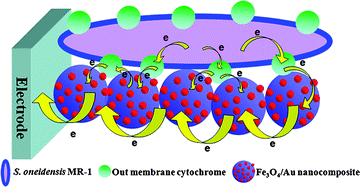 To boost c-type cytochrome wire efficiency of electrogenic bacteria ...