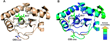 Mycobacterium tuberculosis tyrosine phosphatase A (PtpA) activity is ...