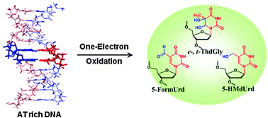 One-electron oxidation of DNA: reaction at thymine - Chemical ...