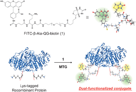 Enzymatic single-step preparation of multifunctional proteins ...